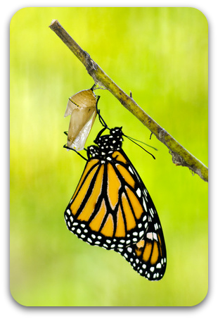 Chrysalide... - La Serre Ô Délices :)